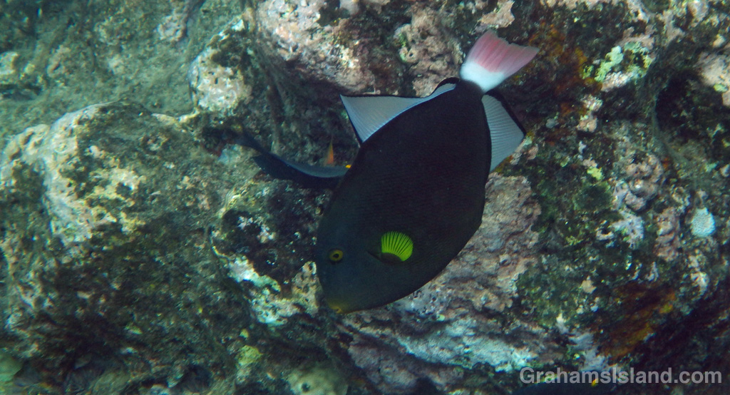 Pinktail triggerfish | Graham's Island
