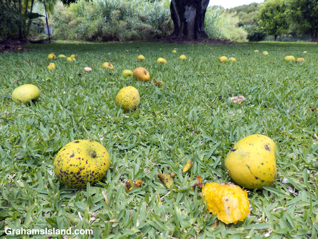 Mangoes down, mangoes down | Graham's Island