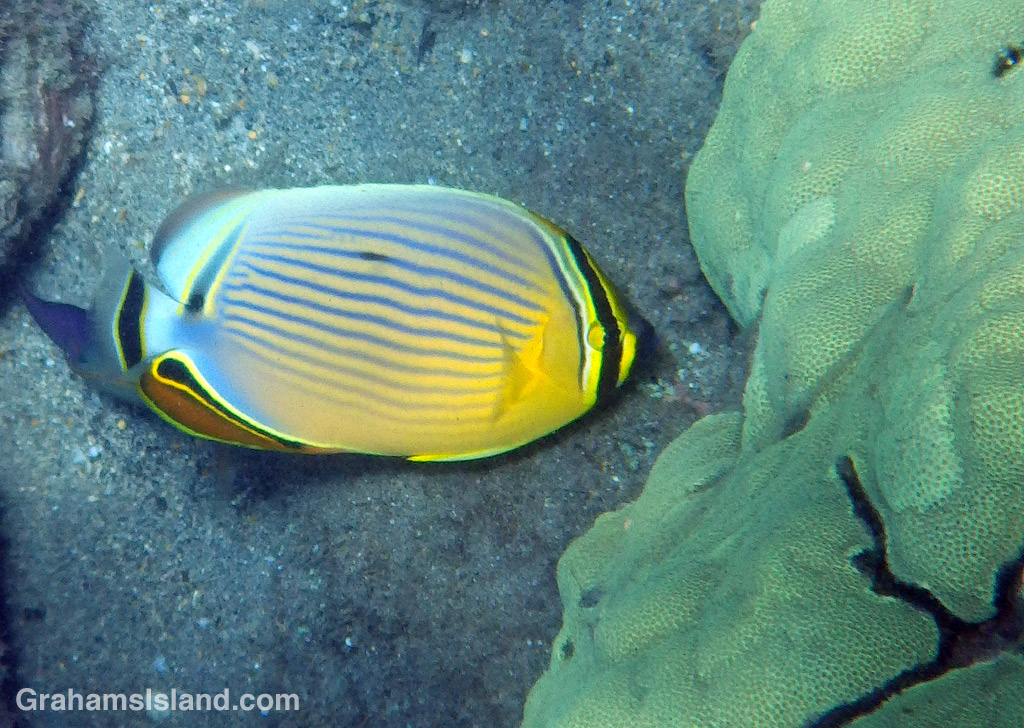 Oval butterflyfish | Graham's Island