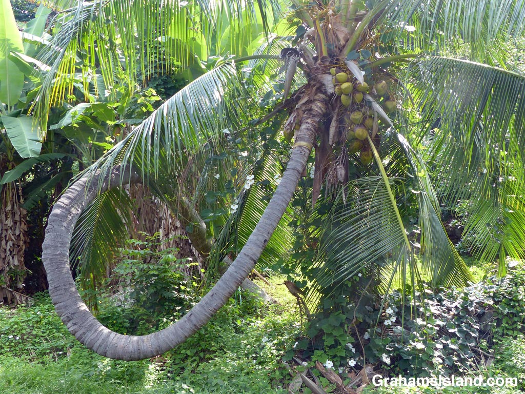 Twisted palm | Graham's Island