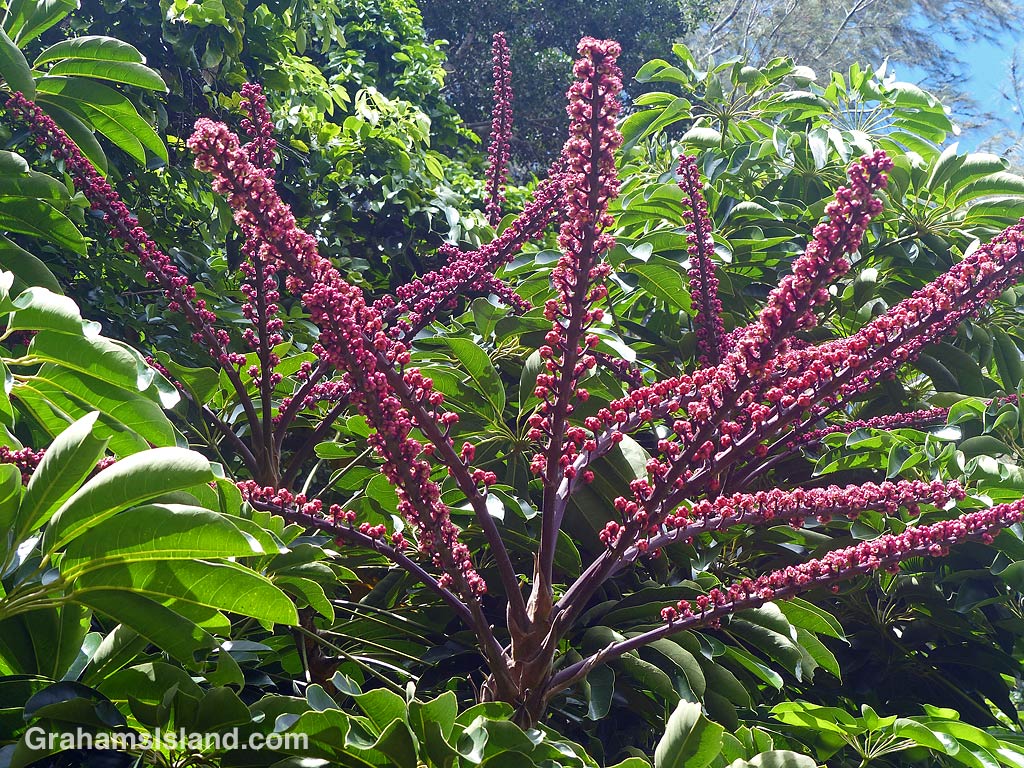 Octopus tree | Graham's Island