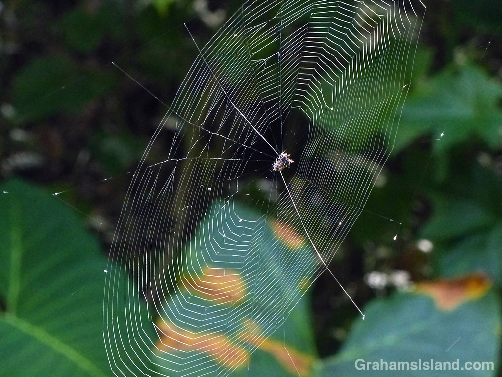 Spider web | Graham's Island
