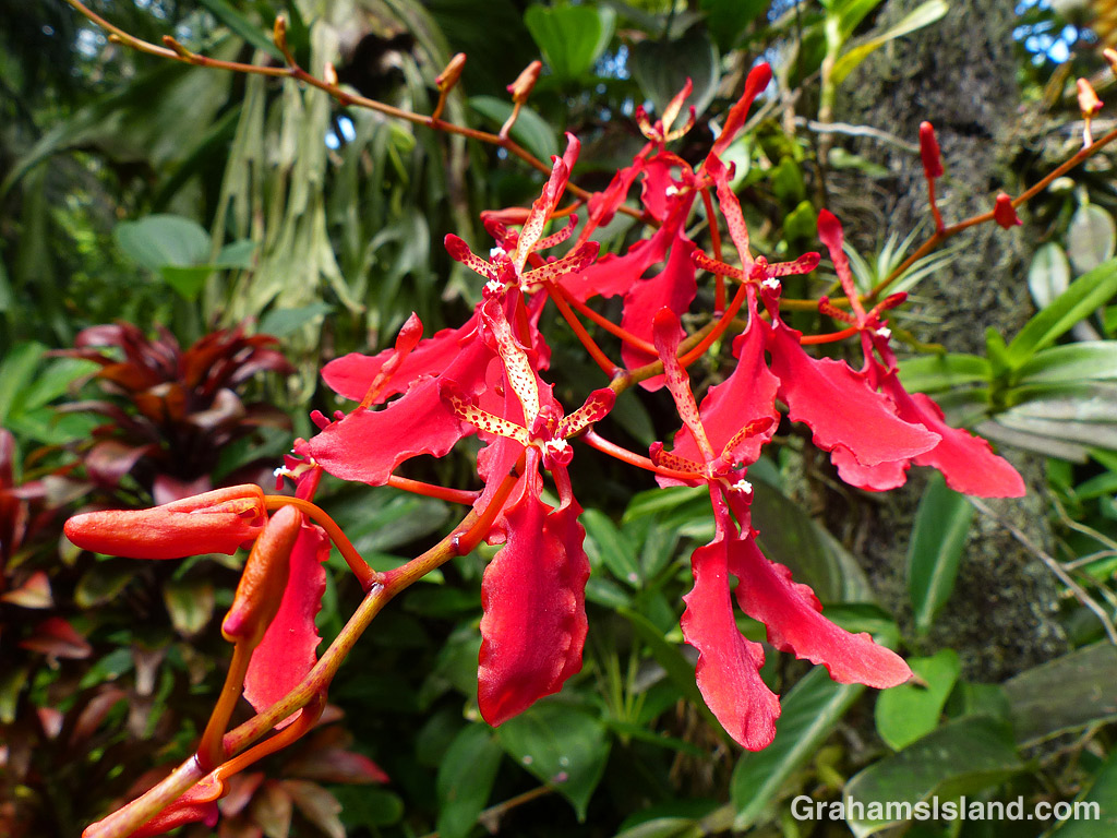 Renanthera imschootiana orchid | Graham's Island