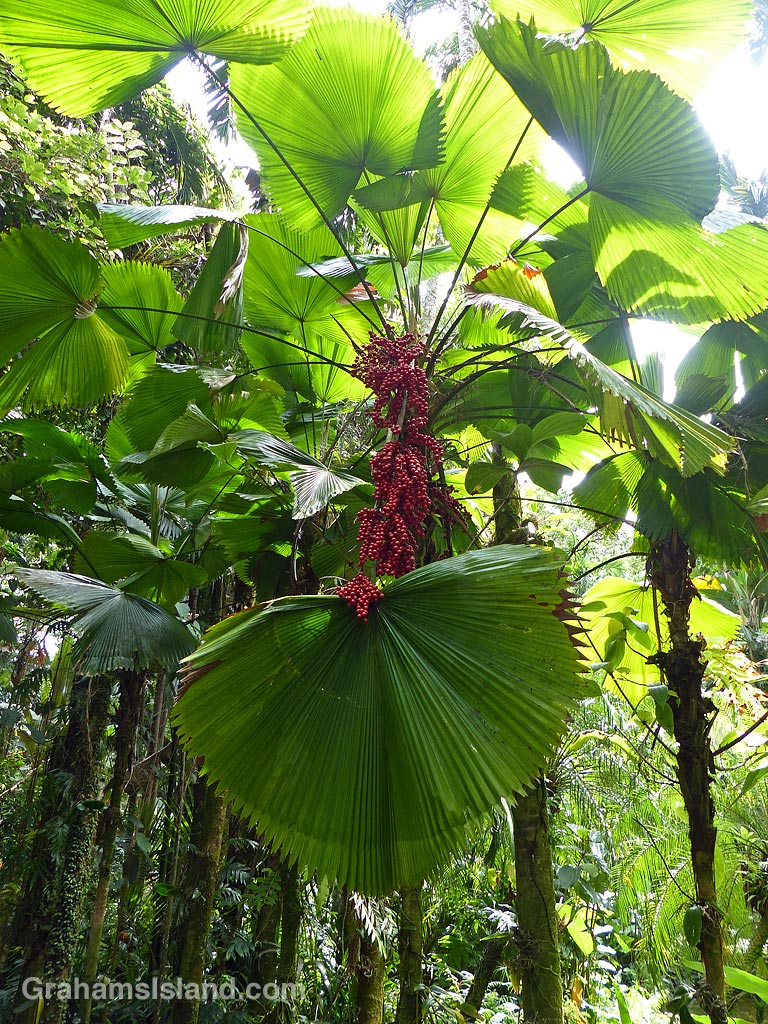 Footstool palm | Graham's Island