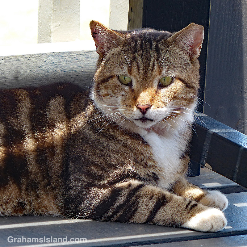 Dappled cat in dappled light | Graham's Island
