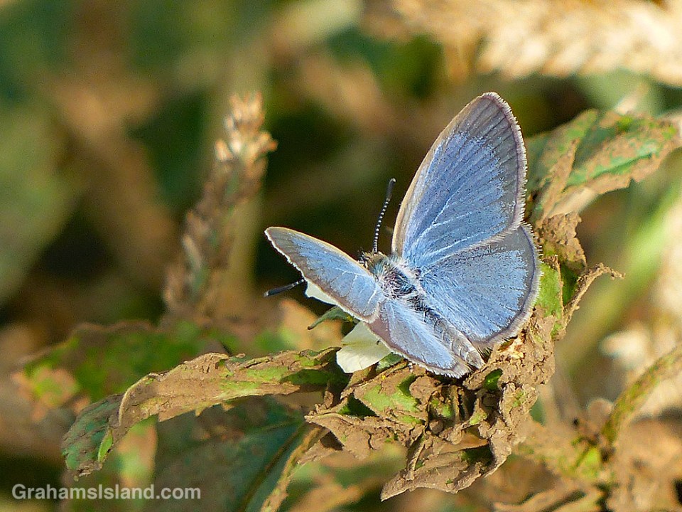 Lesser grass blue butterfly | Graham's Island