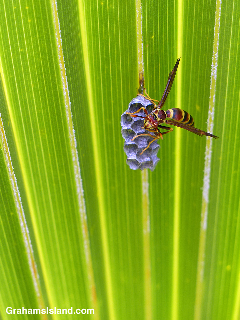 Graham's Island | Life on the Big Island of Hawaii