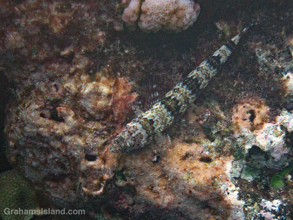 Lizardfish | Graham's Island