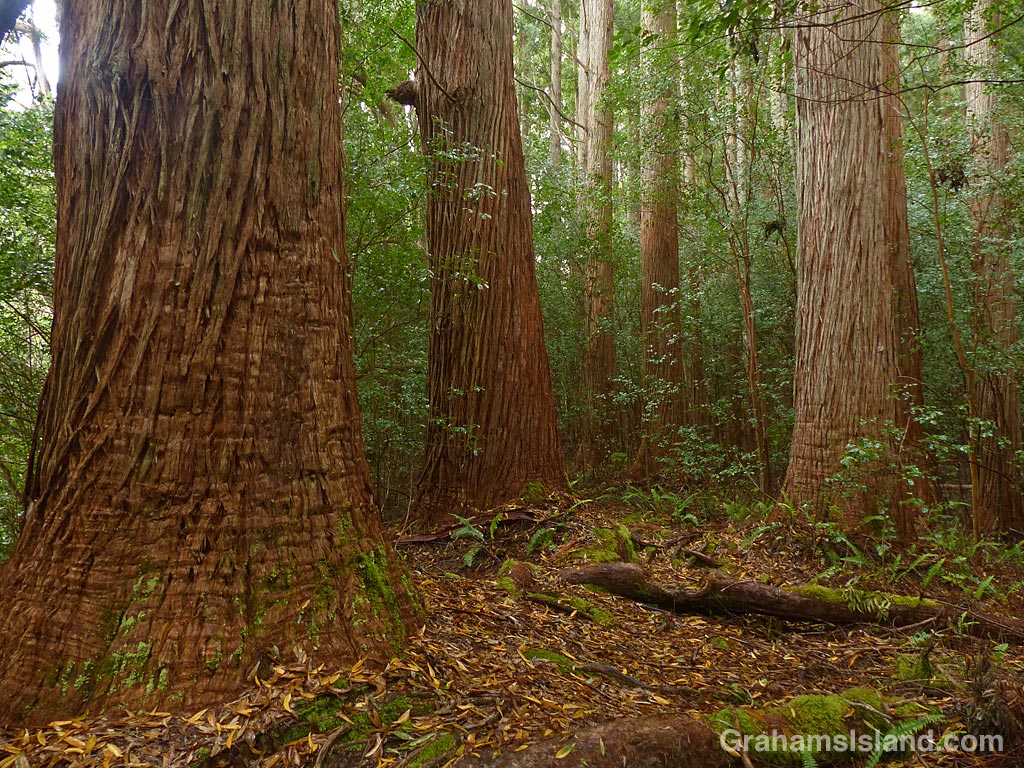 Kalopa State Recreation Area | Graham's Island