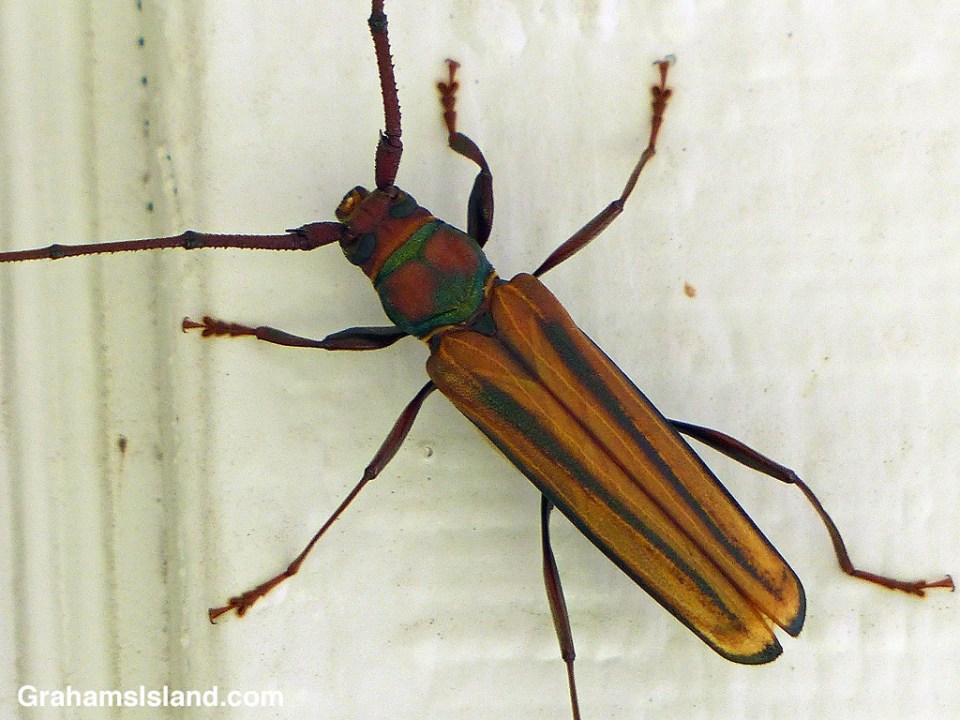 Monkeypod borer beetle | Graham's Island