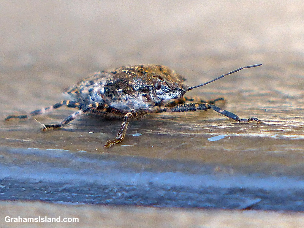 Stink bug | Graham's Island