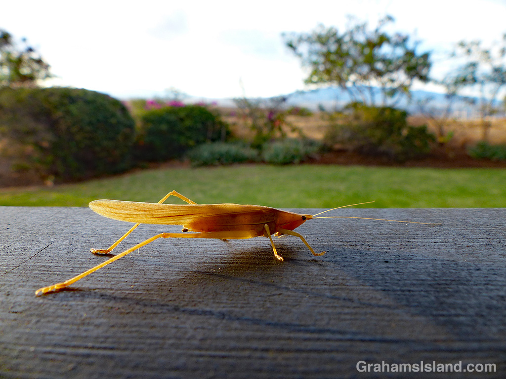 Euconocephalus nasutus conehead | Graham's Island