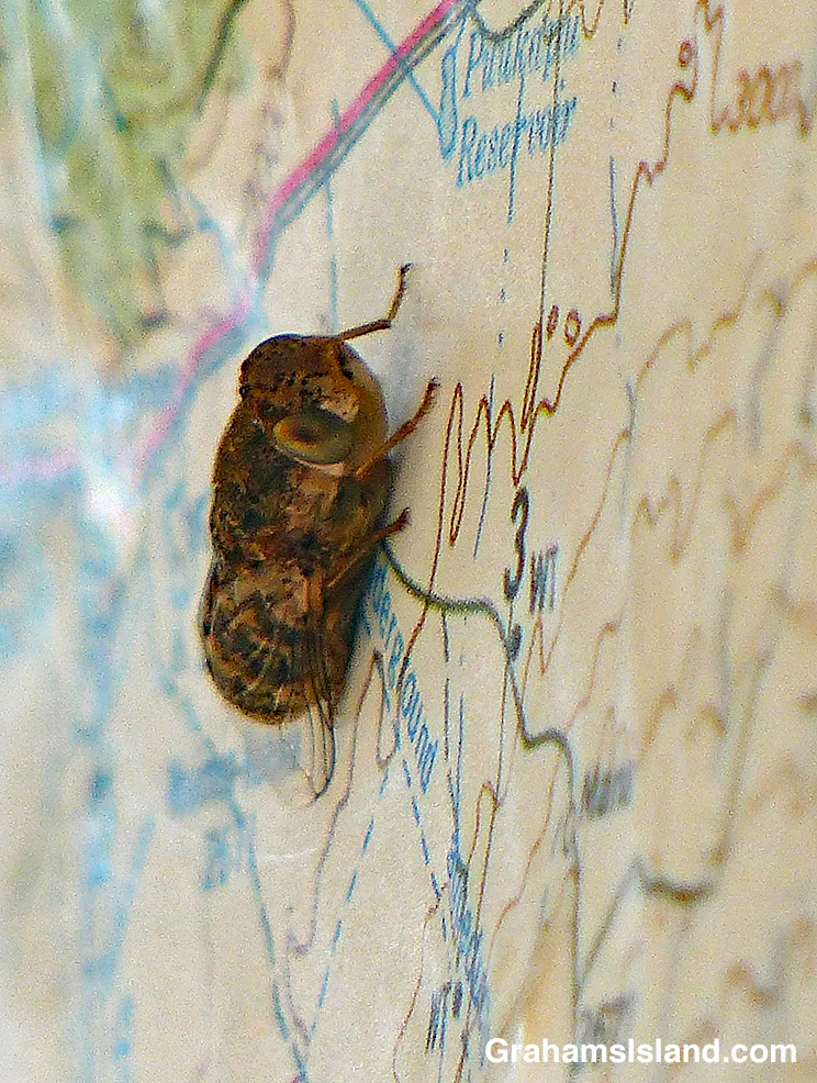 Sheep Bot Fly | Graham's Island