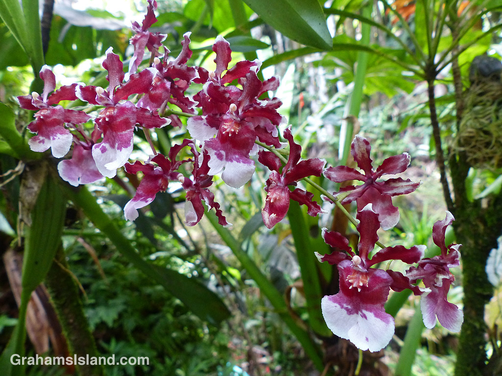 Purple oncidium orchid | Graham's Island