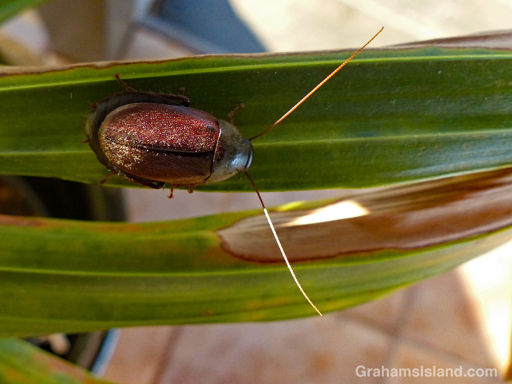 Pacific beetle cockroach | Graham's Island
