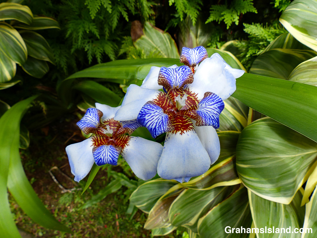 Walking iris | Graham's Island