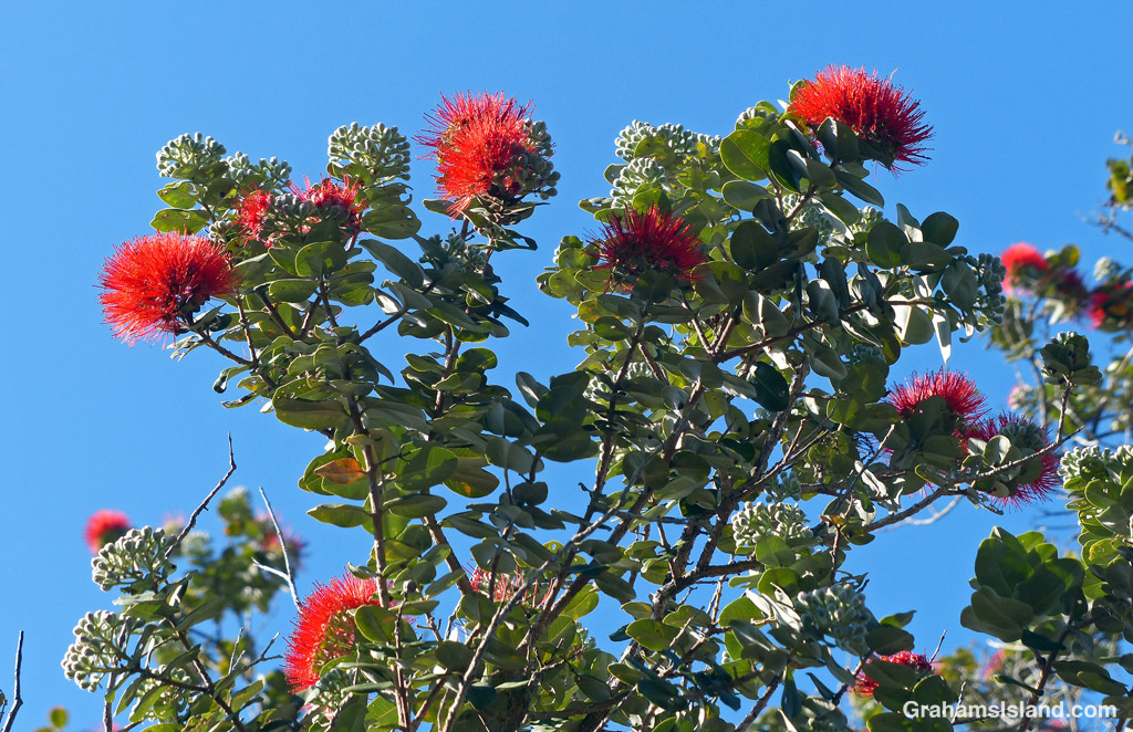 Ohia Lehua flower | Graham's Island