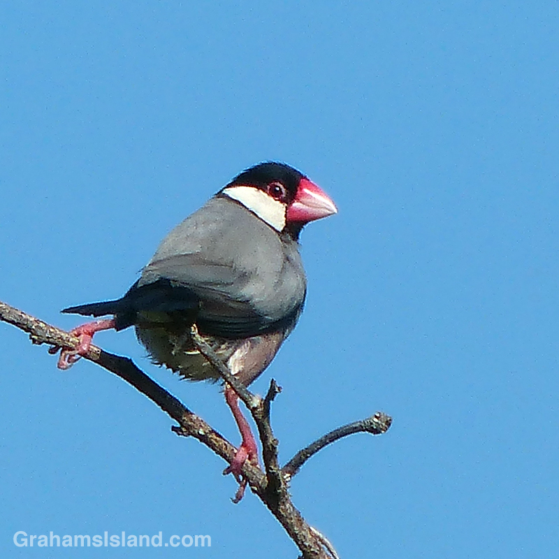 Staying alert | Graham's Island