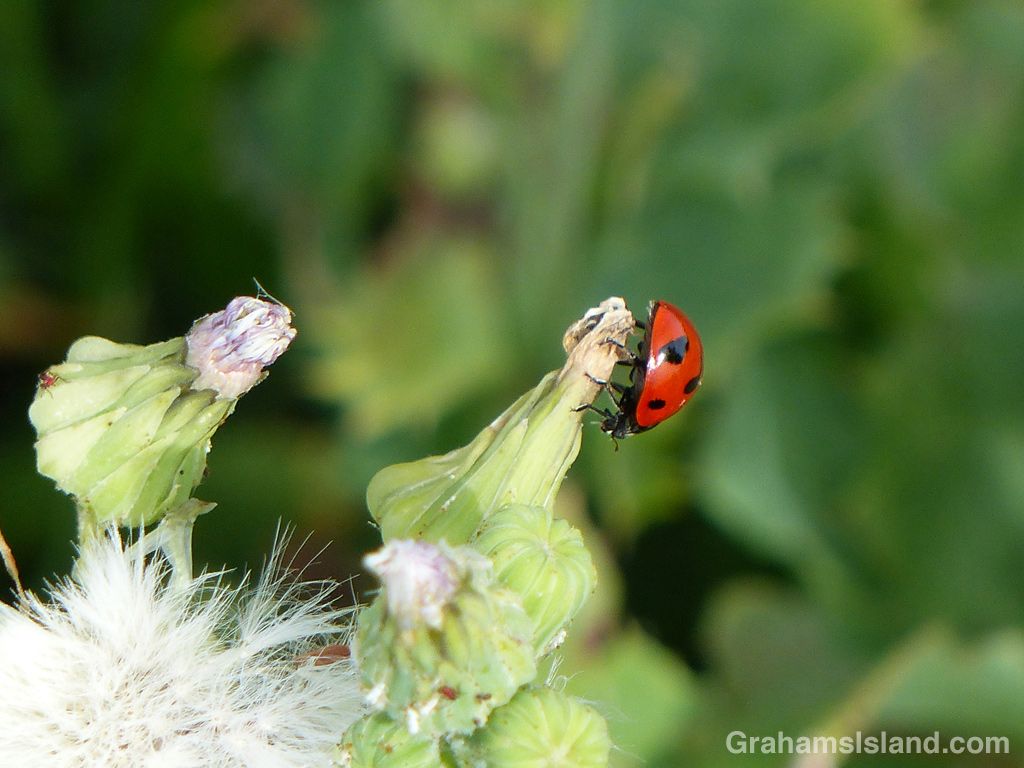 Seven-spotted ladybug | Graham's Island