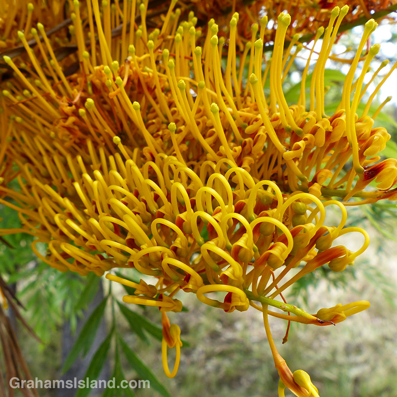 The Numbers Game #38 | Graham's Island