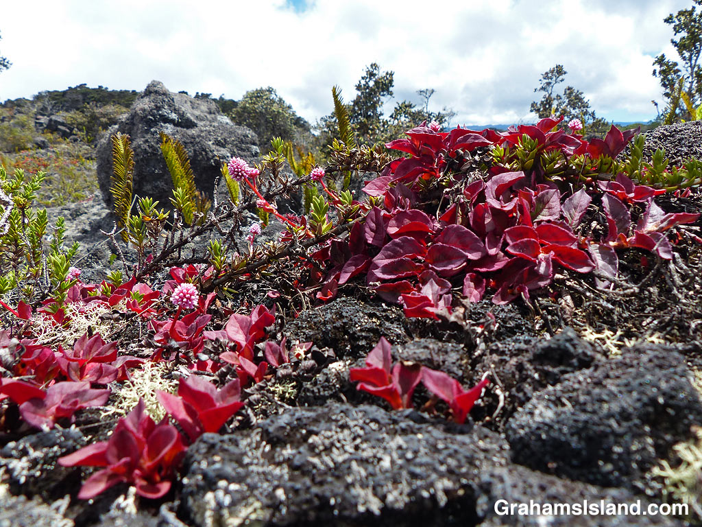 Pinkhead smartweed | Graham's Island