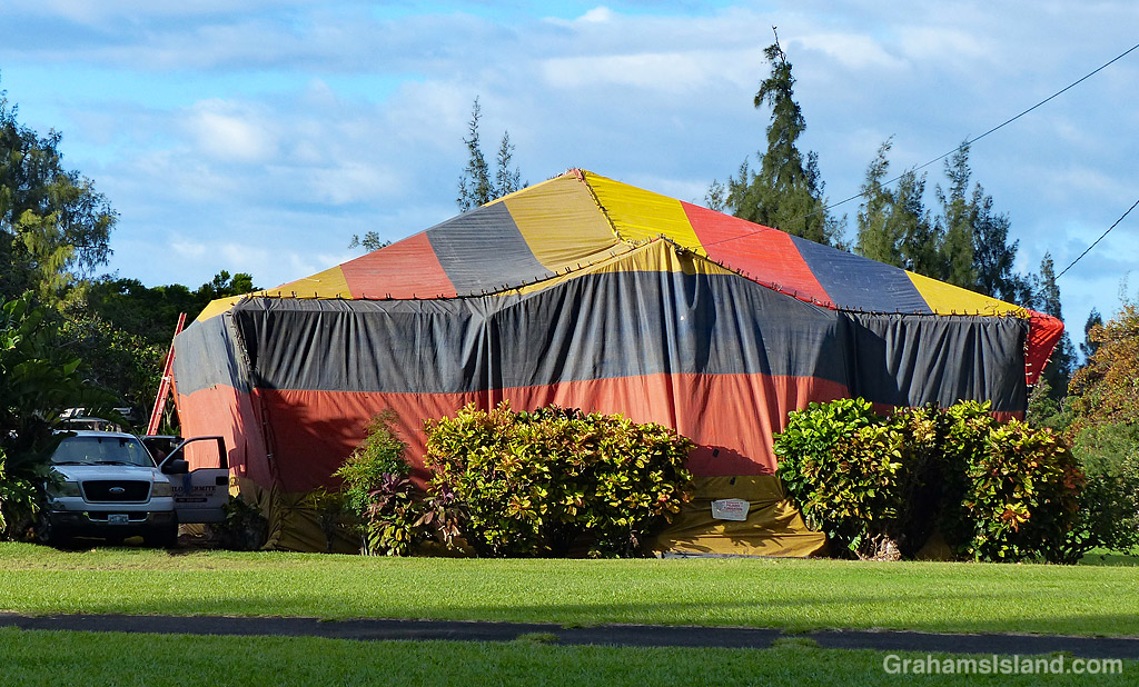 Termites House Tenting