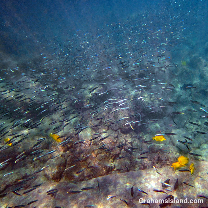 Little fish | Graham's Island