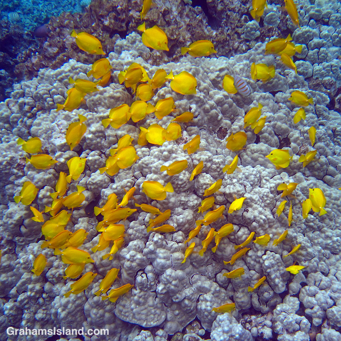 Yellow tang | Graham's Island
