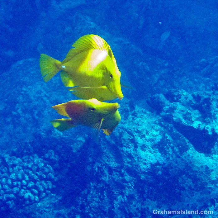 Yellow tang | Graham's Island