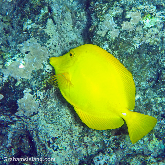 Yellow tang | Graham's Island