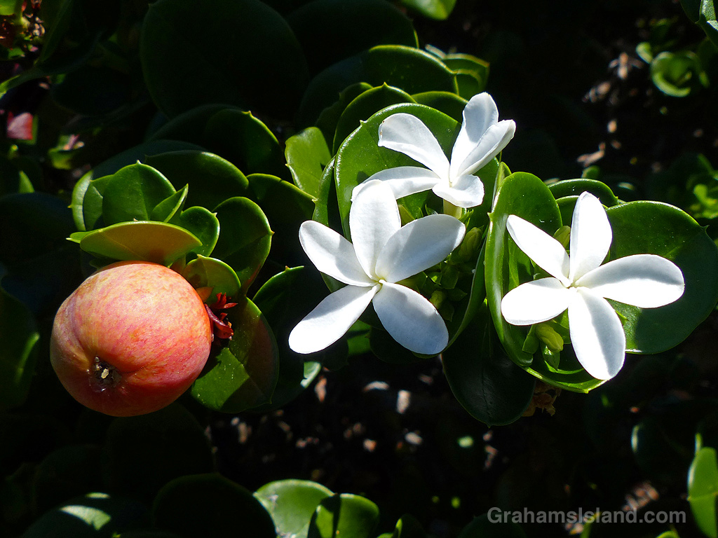 Carissa macrocarpa | Graham's Island