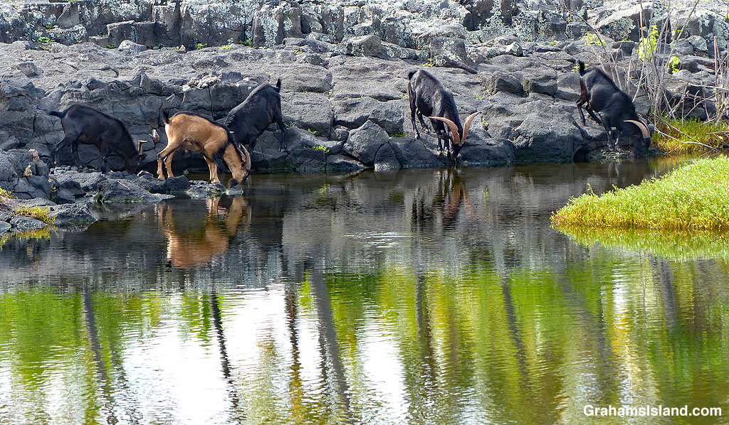 Goats at the watering hole | Graham's Island