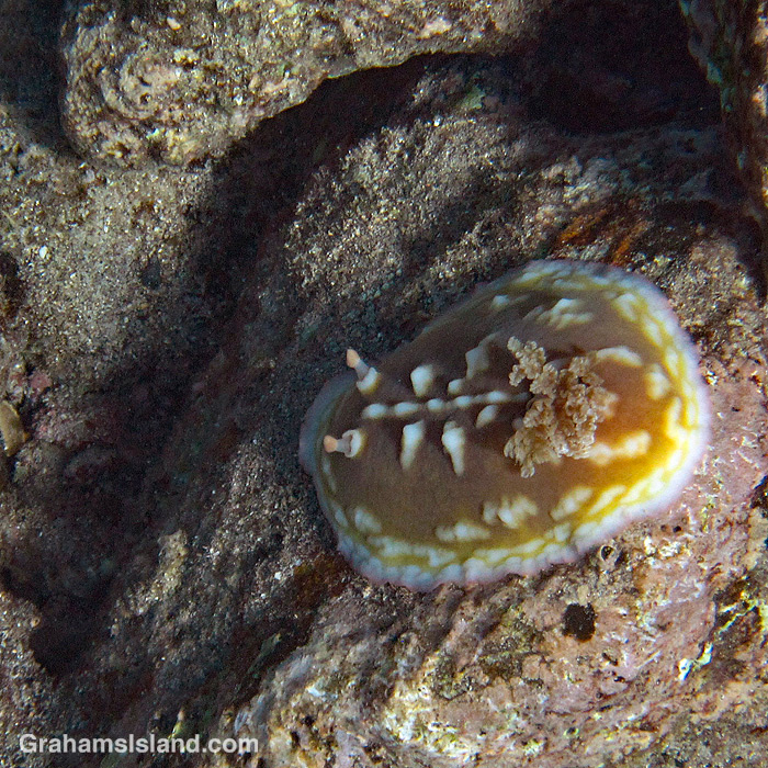 Clumpy nudibranch | Graham's Island