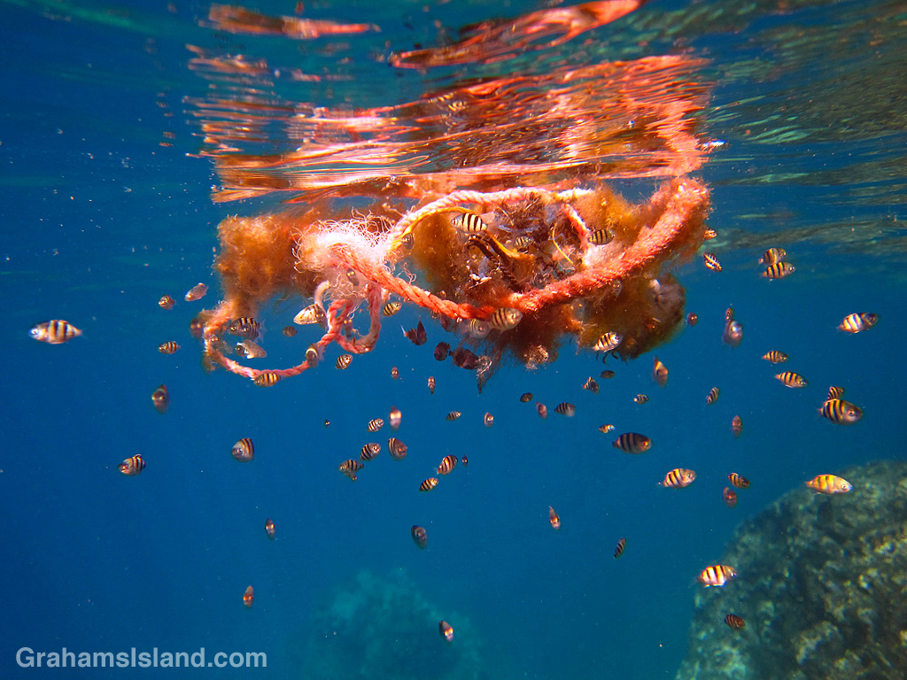 Floating debris and tiny sergeant fish | Graham's Island