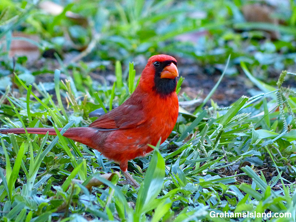 Northern cardinal family | Graham's Island