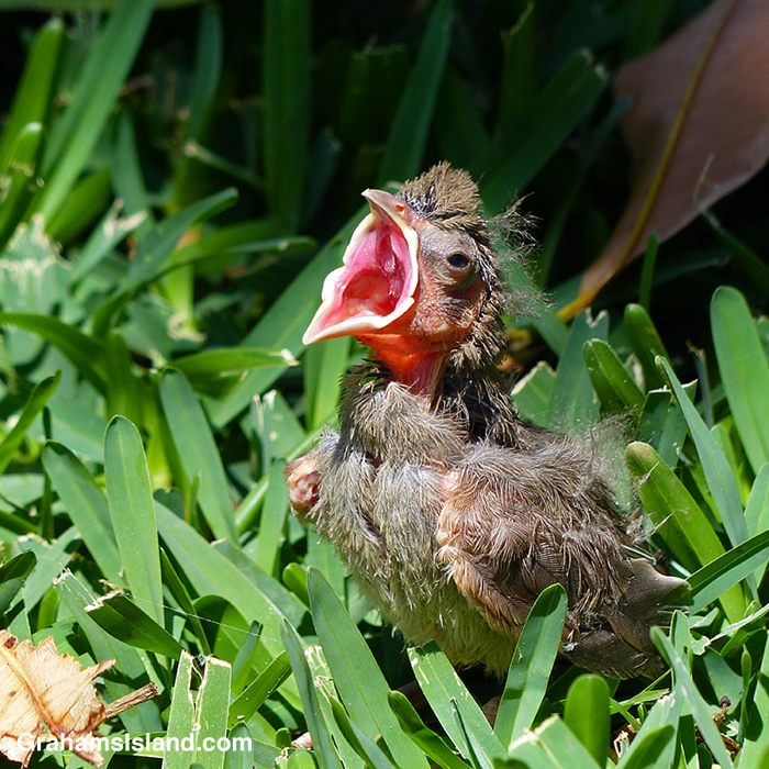 All kinds of backyard birds | Graham's Island