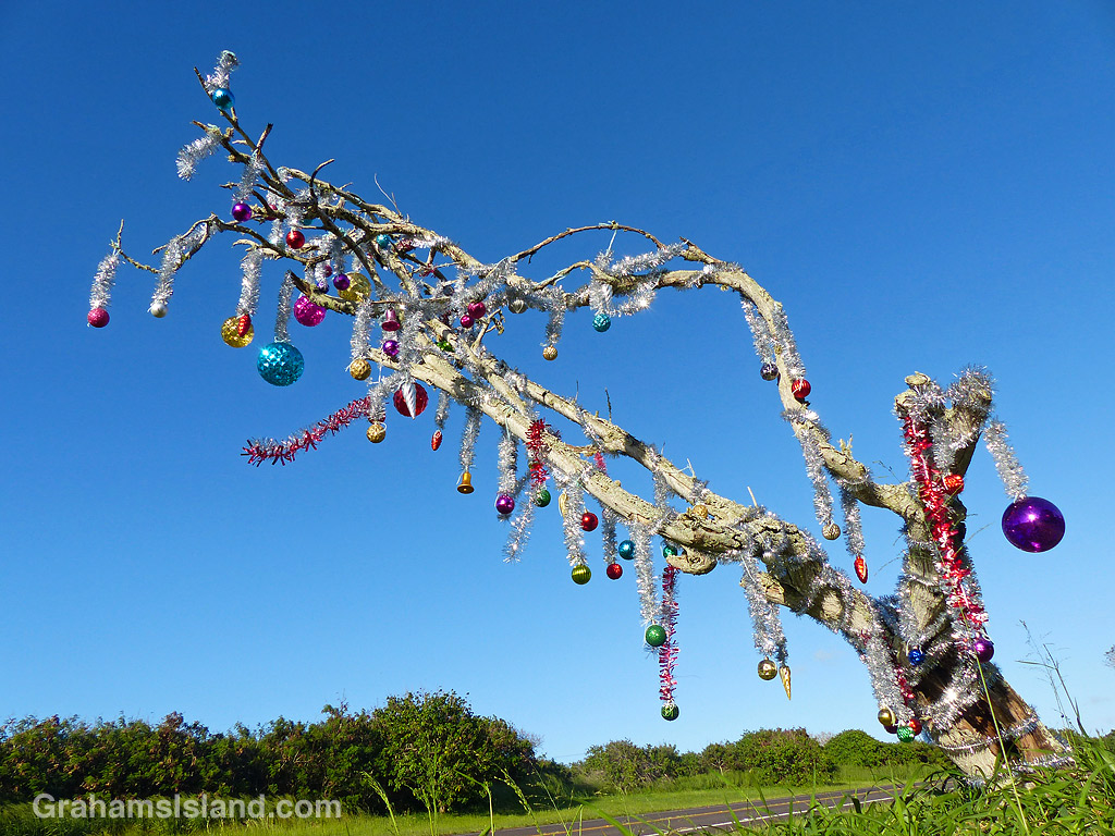 Decorated tree | Graham's Island