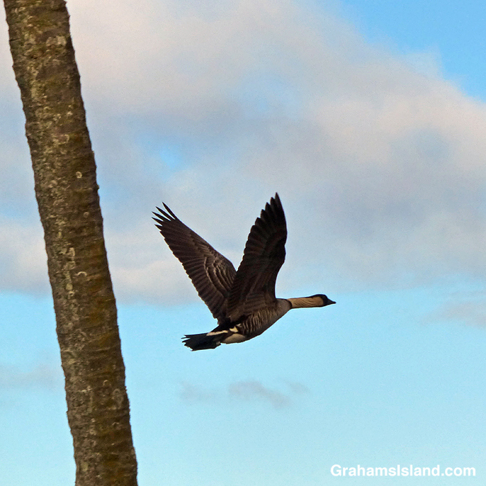 Up, up and away | Graham's Island