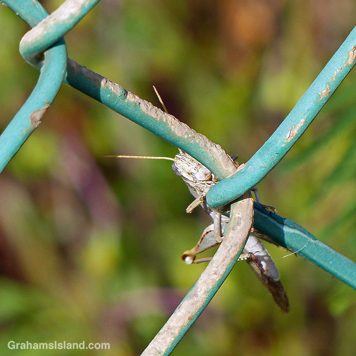 Grasshopper hide and seek | Graham's Island