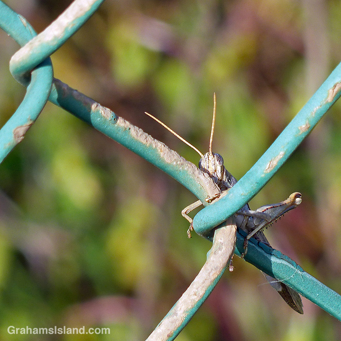 Grasshopper hide and seek | Graham's Island