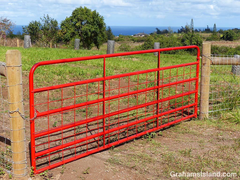 Rosy red | Graham's Island
