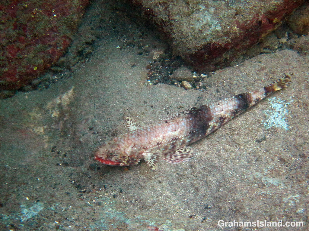Stoic reef lizardfish | Graham's Island