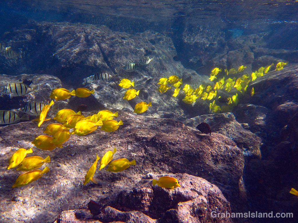 Yellow tang school | Graham's Island