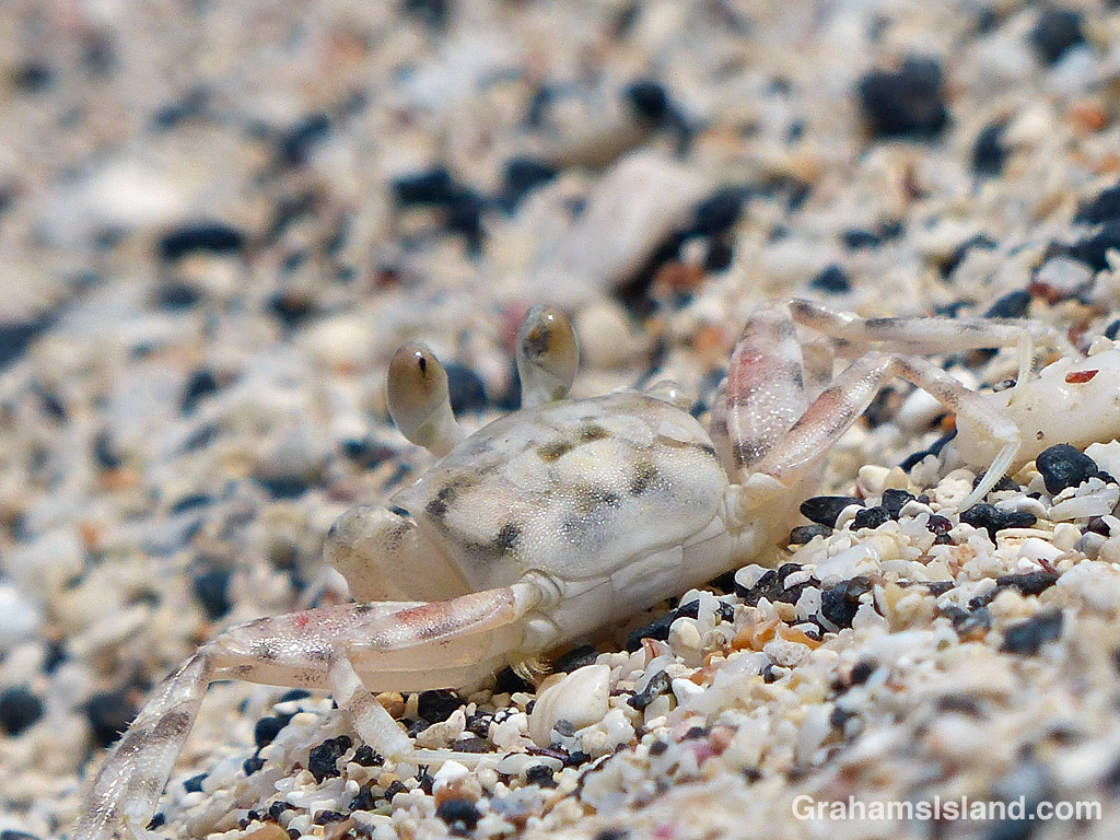 Pallid ghost crab | Graham's Island