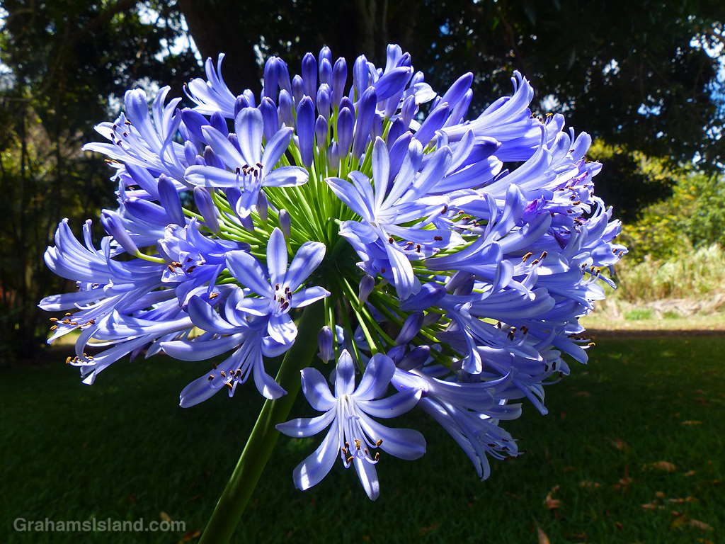 Agapanthus flower | Graham's Island