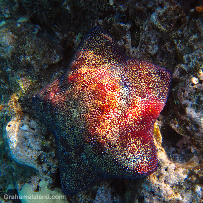 Cushion stars | Graham's Island