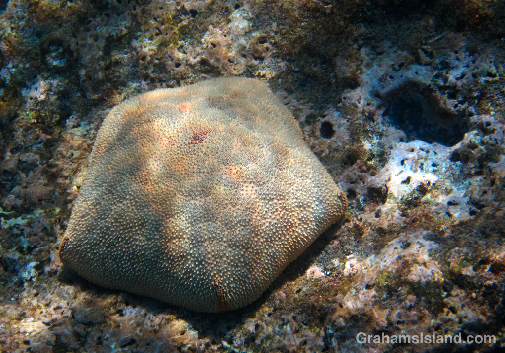 Cushion stars | Graham's Island