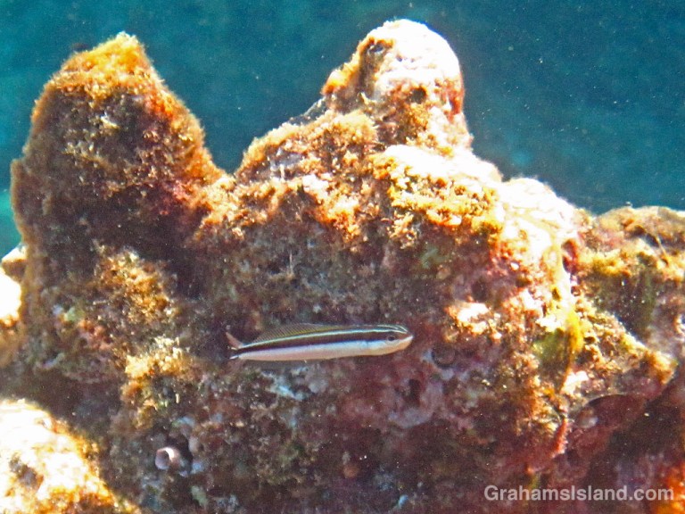 Gosline’s fang blenny | Graham's Island