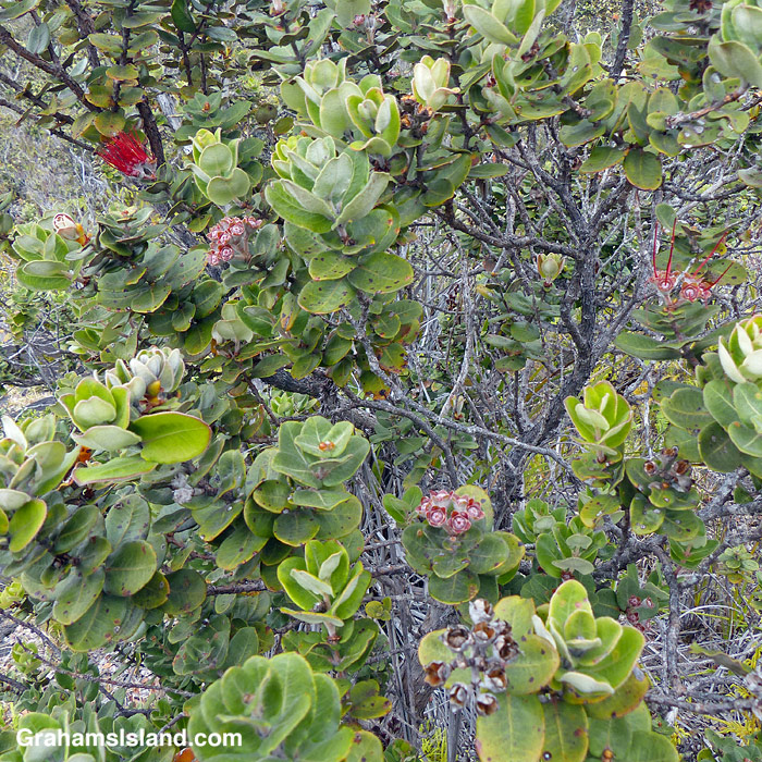 Ohia | Graham's Island