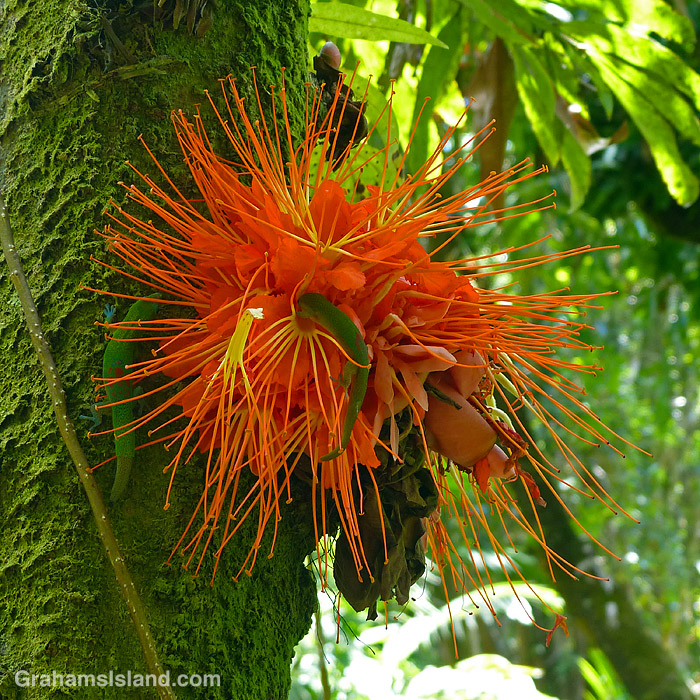 Powder puff tree | Graham's Island